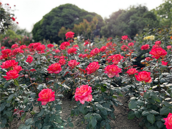 500公里亚运“空中花廊”、“一展七花园”打造杭城月季花海 这份赏花攻略请收好杭网原创 图片 - 杭网原创 - 杭州网